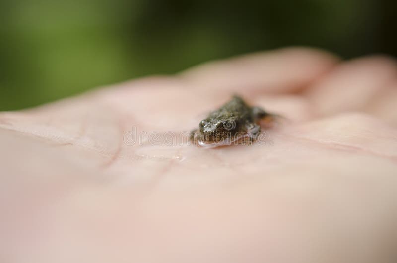 Froglet or Young Common Frog on Hand Stock Photo - Image of hand, anura ...