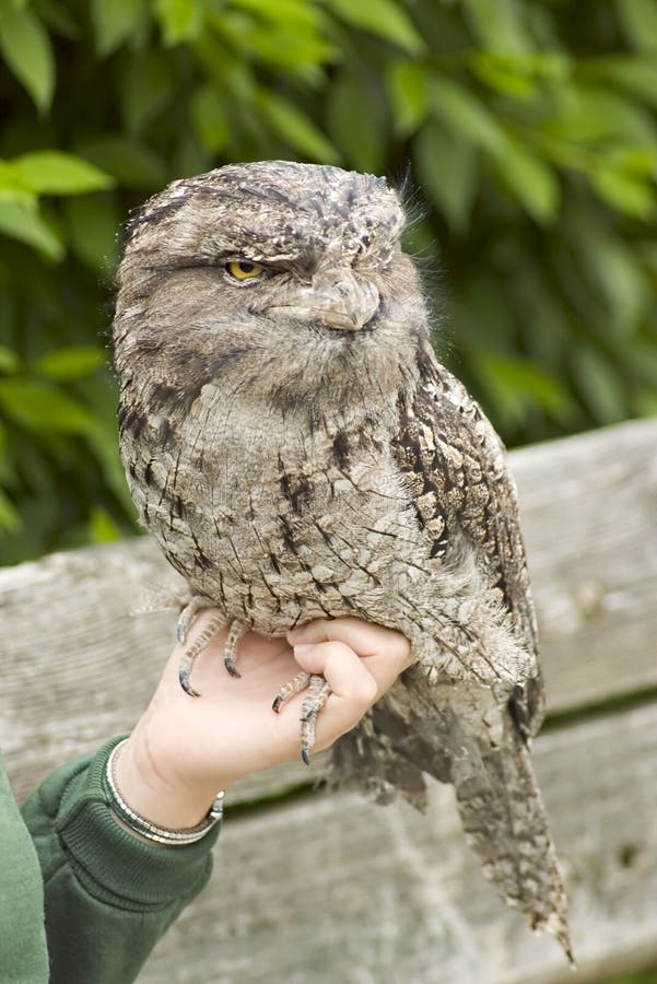 Frogmouth Picture. Image: 5384477