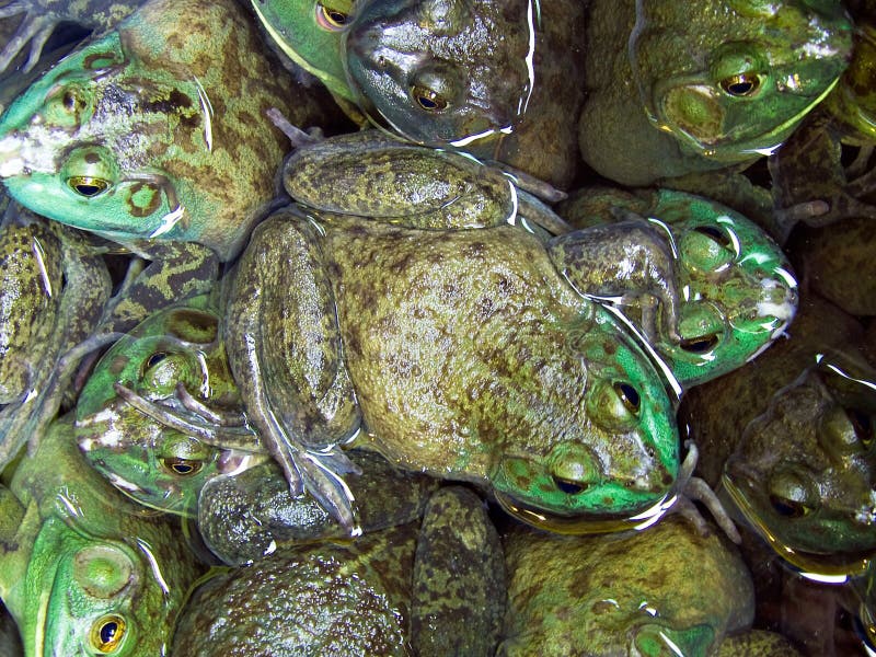 Frogs stock image. Image of nature, amphibian, toad, animal - 9952023