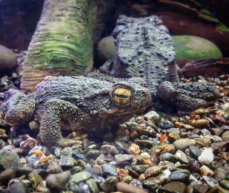 Frogs stock photo. Image of animalia, planet, happy, rpcks - 91615686