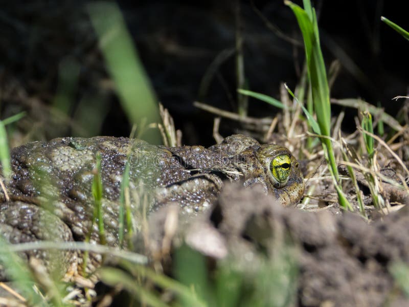 Toad in the Backyard, Summer Stock Image - Image of closeup, animals ...