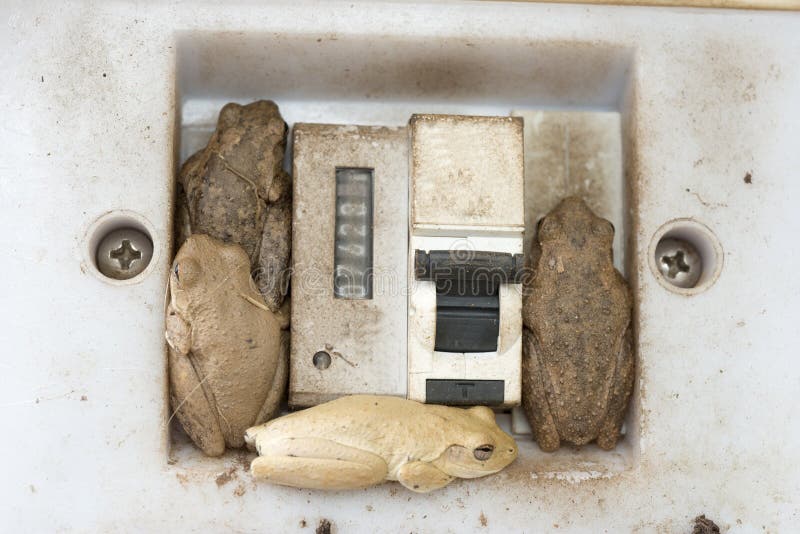 Frogs and Cane Toads Make a Home in a Light Switch Stock Image - Image ...