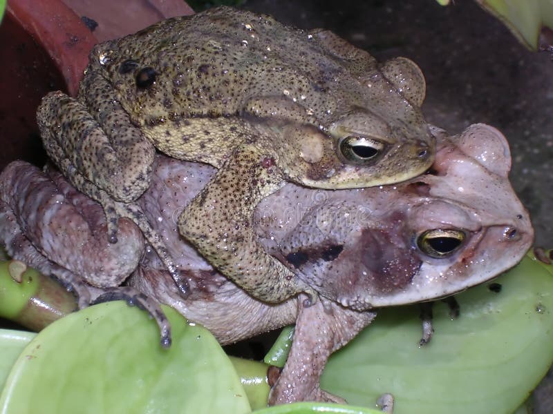 Frogs copulating stock image. Image of wildlife, making - 706865