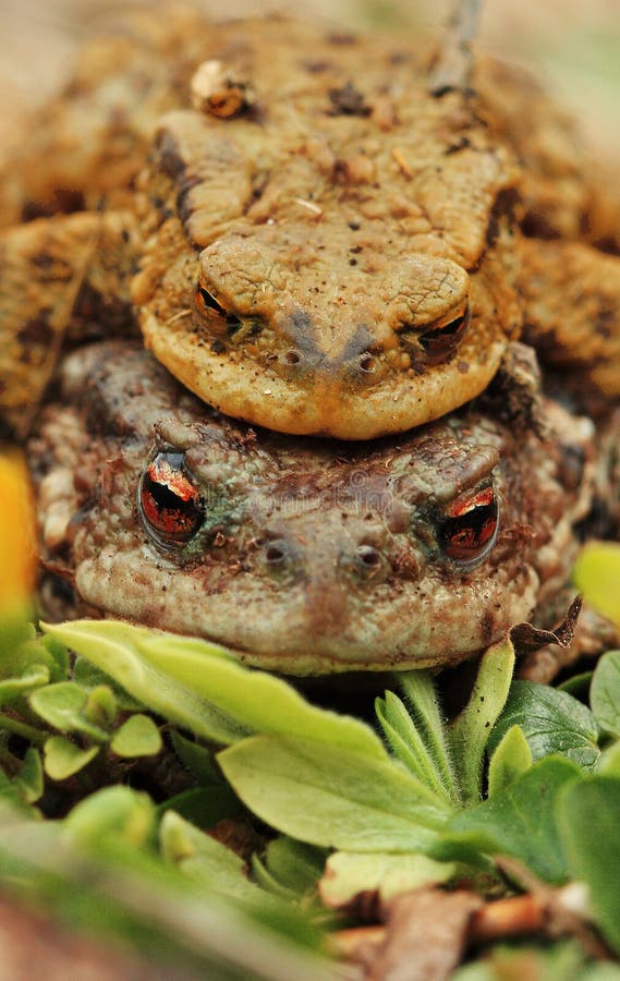 Frogs copulation stock image. Image of romantic, female - 110875103