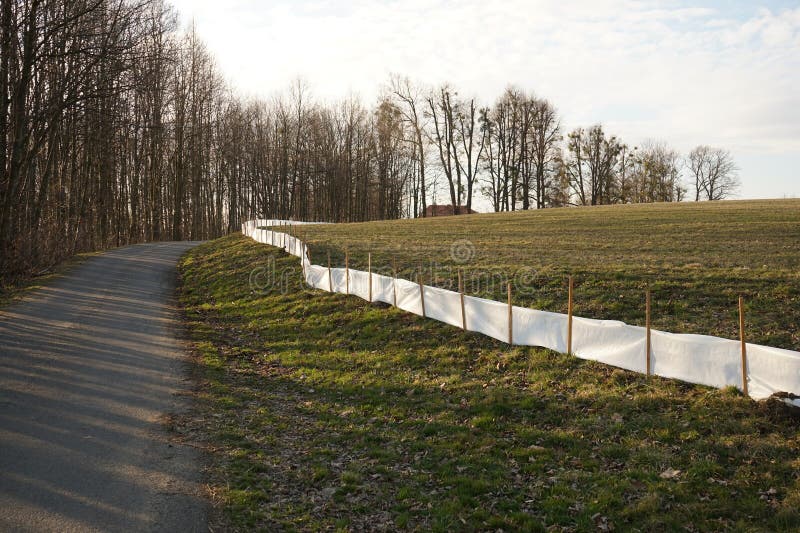 Frogs Crossing Barrier Field March 2025 Stock Photos - Free & Royalty ...