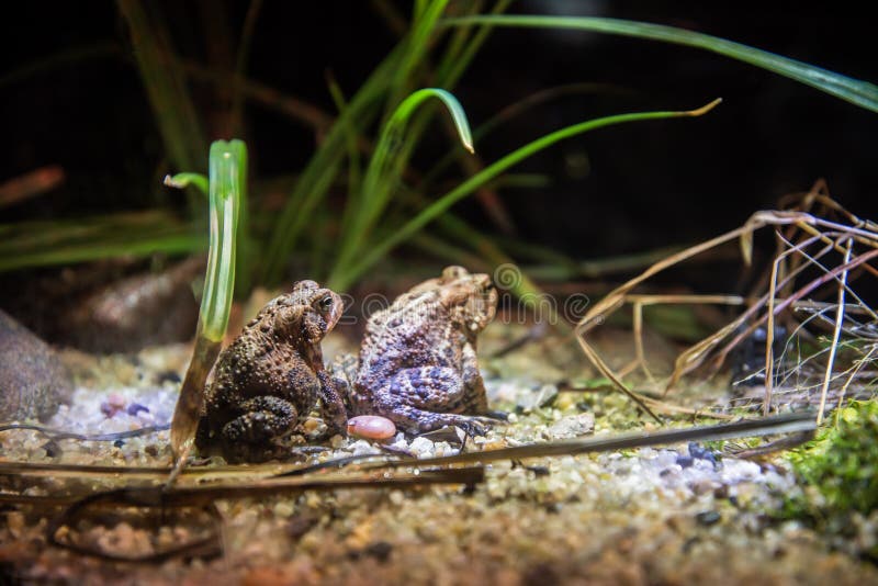 Frogs on display stock photo. Image of wild, hatching - 260846676