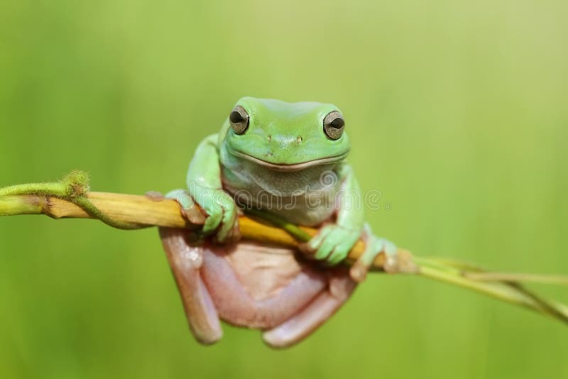Frogs, Dumpy Frogs, Flying Frogs, Tree Frogs on Twigs Stock Photo ...