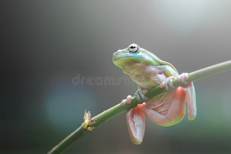 Frogs, Dumpy Frogs, Flying Frogs, Tree Frogs on Twigs Stock Image ...
