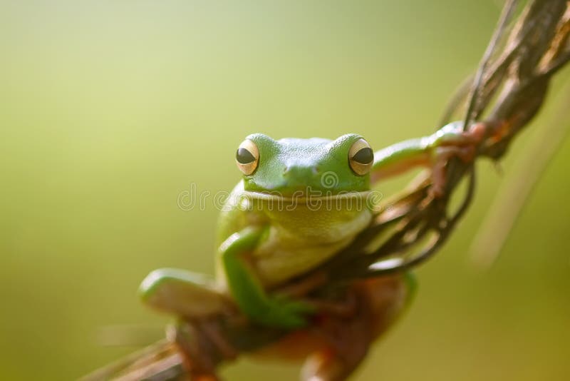 Frogs, Dumpy Frogs, Flying Frogs, Tree Frogs on Twigs Stock Image ...