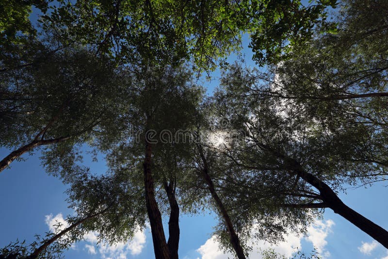 Frogs Eye View of Trees in Forest Stock Photo - Image of wood, trunk ...