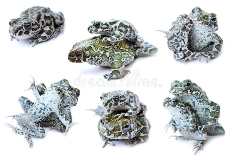 Frogs,frog, White Background Stock Image - Image of white, interesting ...