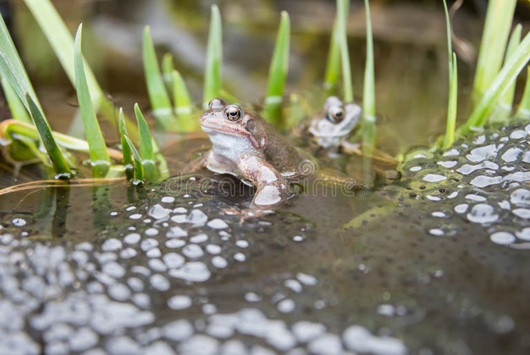 Frogs and Frogspawn stock image. Image of rana, spawn - 89591473
