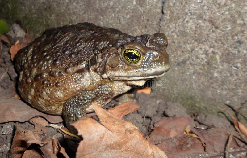 Frogs in the garden stock image. Image of fauna, frog - 126504567