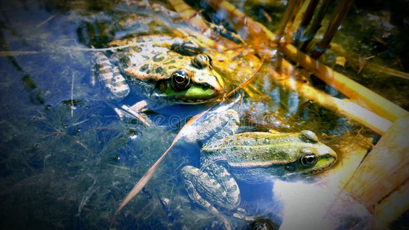 Frogs stock image. Image of macro, green, frogs, seaweed - 61264139