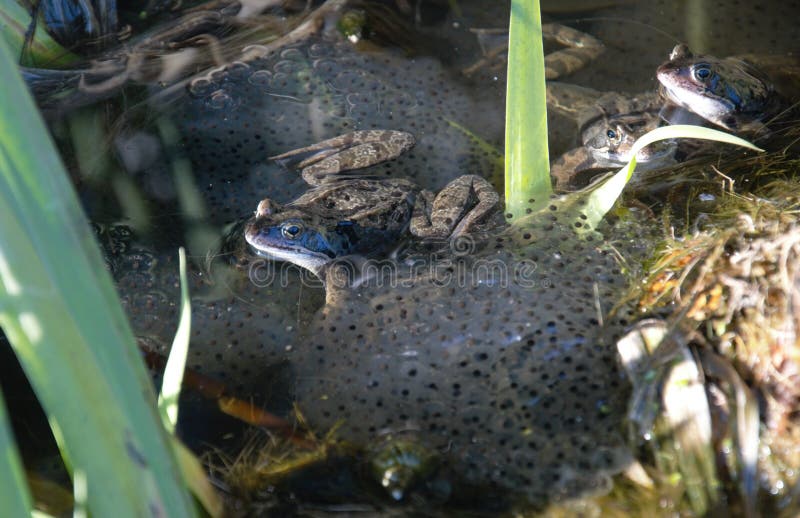 Frogs Guarding Their Eggs or Frog Spawn in a Pond in Nijmegen the ...
