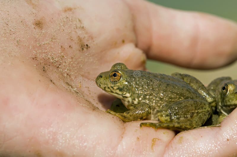 Frogs in hand stock photo. Image of held, nature, looking - 7655370