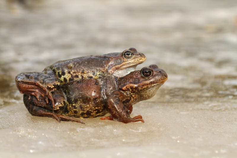 Frogs on ice stock image. Image of pair, water, wren - 24438463