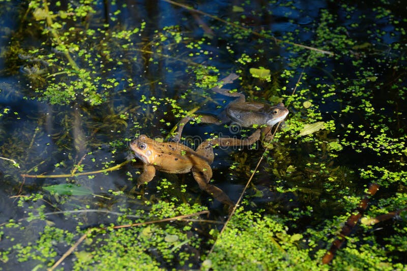 Frogs ignoring eachother stock photo. Image of amphibian - 174469068