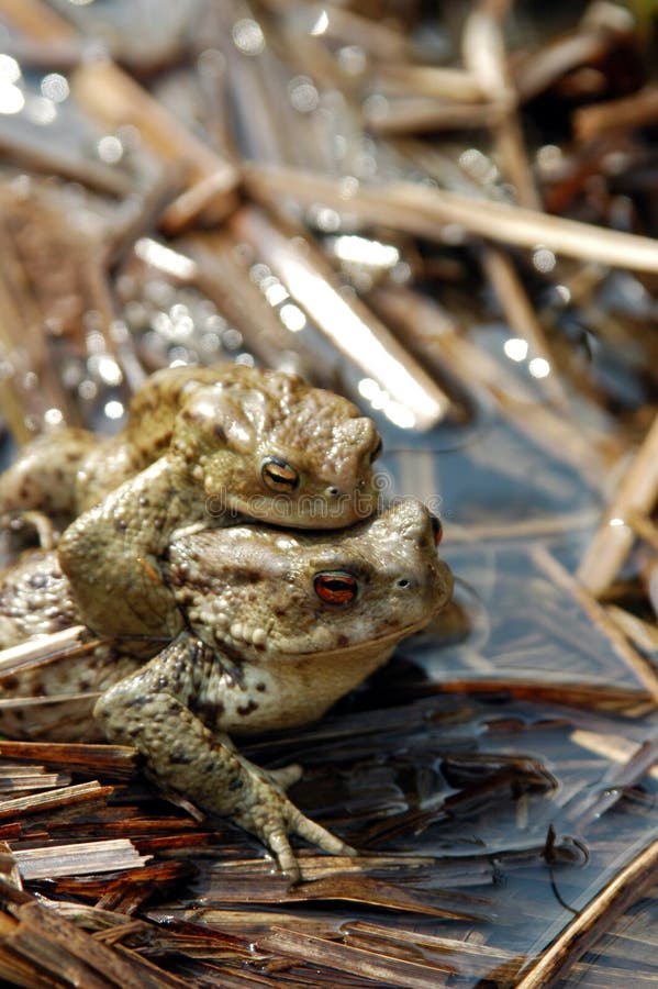Frogs in love stock photo. Image of swamp, slough, valentines - 30014502