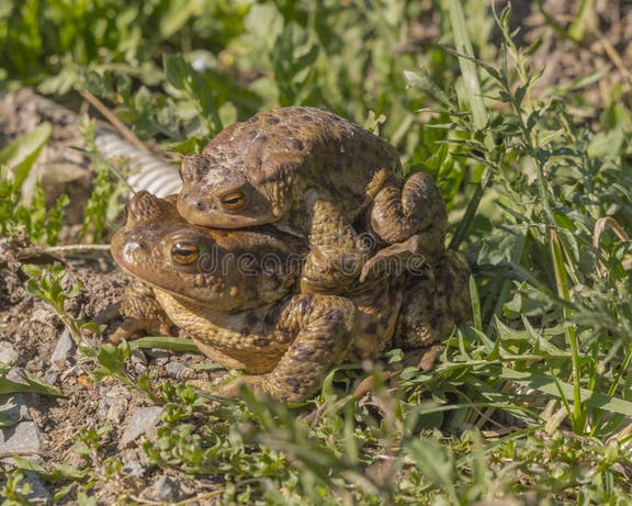Frogs in love stock photo. Image of little, green, copulating - 39341038