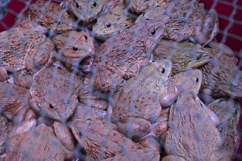 Frogs in the Market stock image. Image of food, healthy - 44514405
