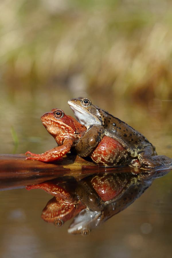 Frogs mating stock image. Image of reflection, amphibian - 39737453