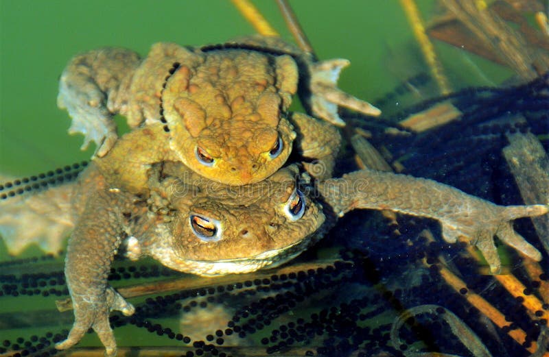Frogs during mating stock photo. Image of female, male - 186715770