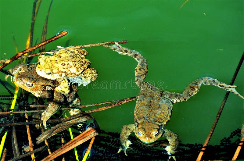 Frogs during mating stock photo. Image of life, lake - 186715772