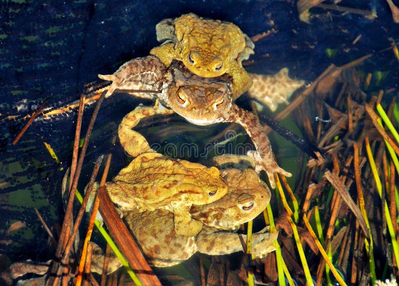 Frogs during mating stock photo. Image of frogs, mating - 186715778