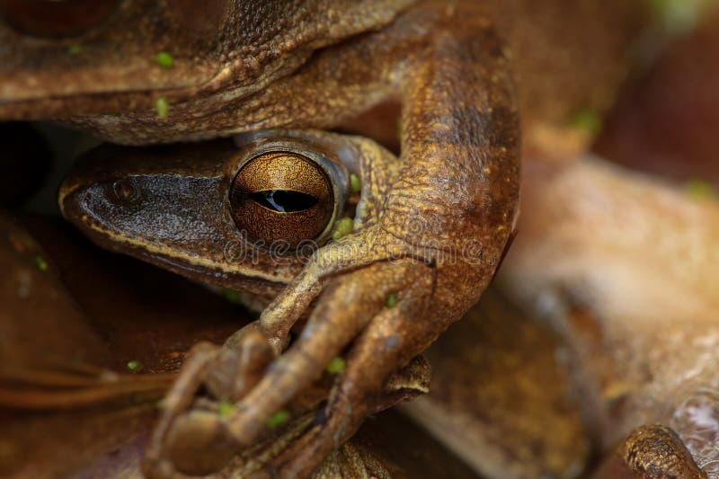 Frogs mating on ground stock photo. Image of mating - 155326836