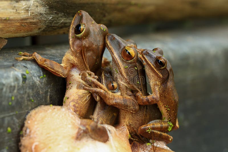 Frogs Mating in the Rainforest. Close-up of a Group of Frogs Stock ...