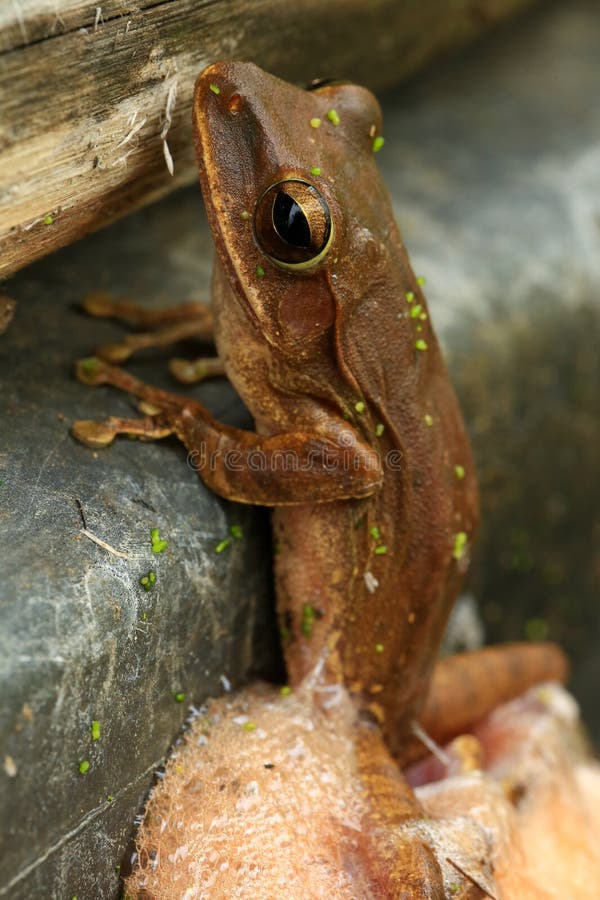 Frogs Mating in the Rainforest. Close-up of a Group of Frogs Stock ...