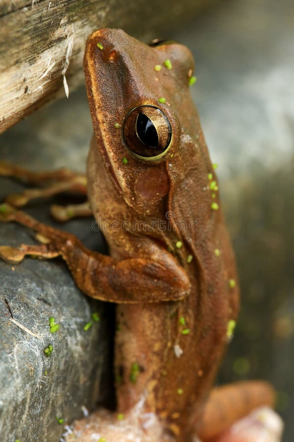 Frogs Mating in the Rainforest. Close-up of a Group of Frogs Stock ...