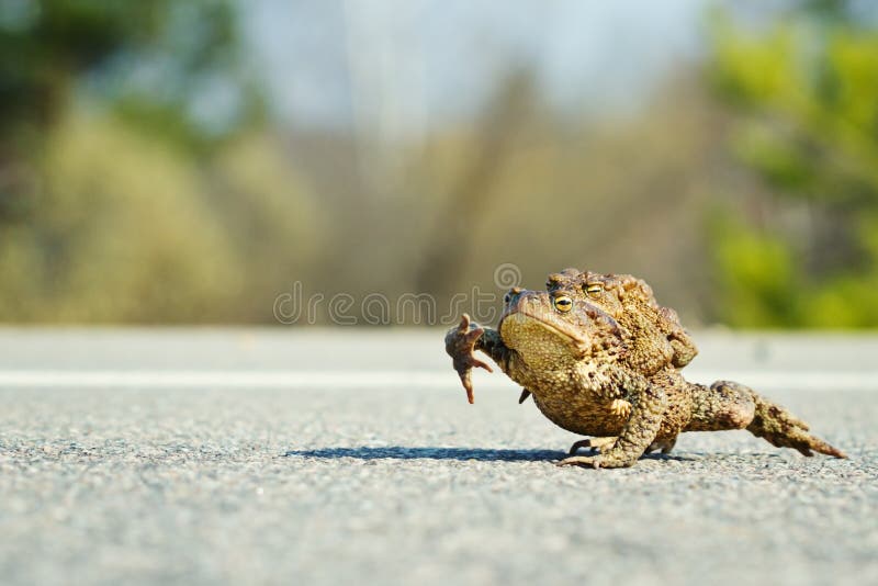Frogs mating season stock image. Image of animal, brown - 20463551