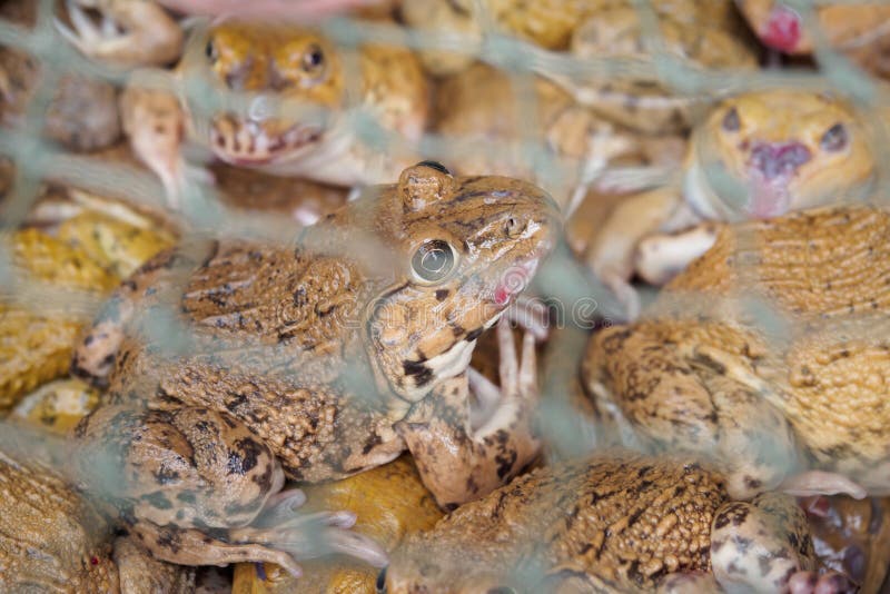 Frogs in a net stock photo. Image of frogs, market, amphibian - 56566104