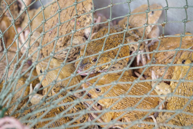 Frogs in a net stock image. Image of trapped, frog, looking - 56566181