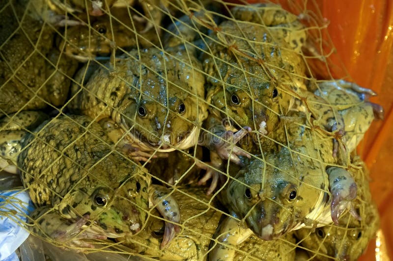 Frogs in a net stock image. Image of fishing, market - 56566181