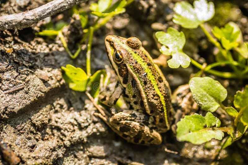 Frogs Photographed in Their Natural Environment Stock Photo - Image of ...