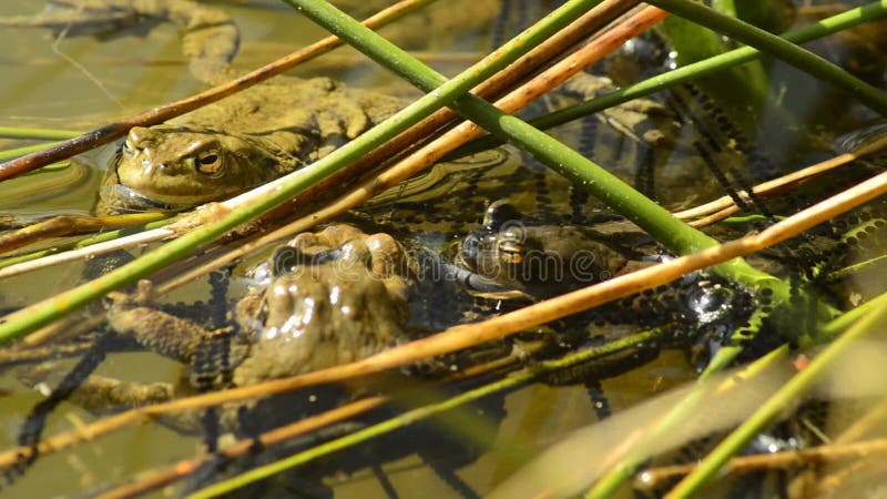 Frogs during reproduction stock video. Video of rana - 53192603