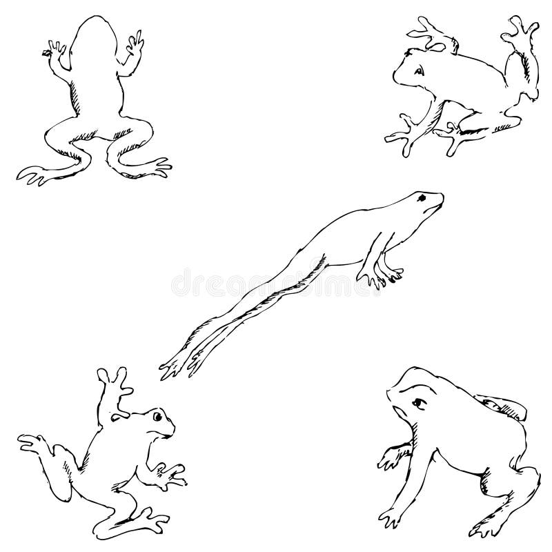 Frogs. Sketch by Hand. Pencil Drawing by Hand. Vector Image Stock ...