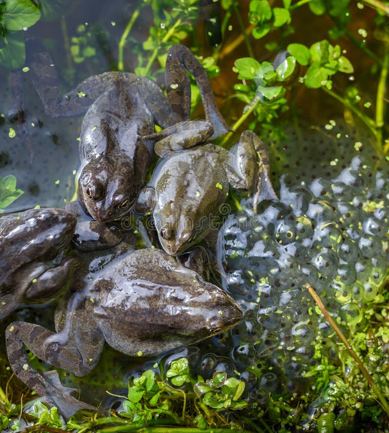 Frogs and Spawn stock photo. Image of wildlife, water - 70501934