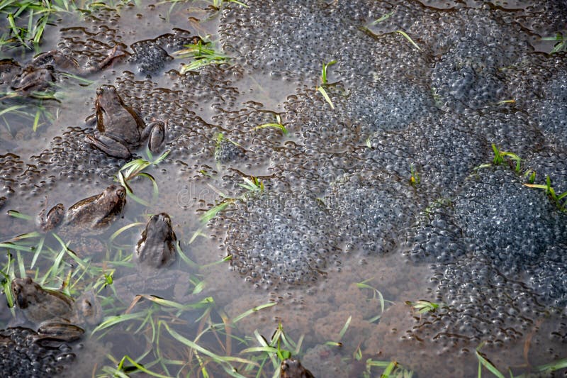 Frogs Spawn in the Pond. Frog Mating Season Stock Photo - Image of ...