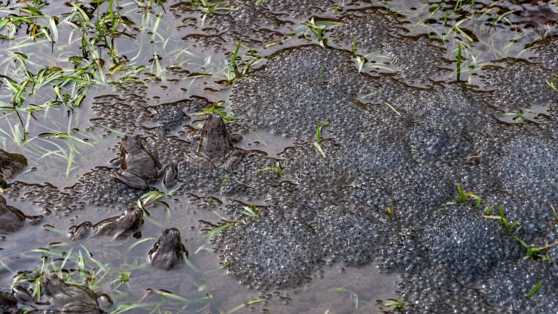 Frogs Spawn in the Pond. Frog Mating Season Stock Image - Image of ...