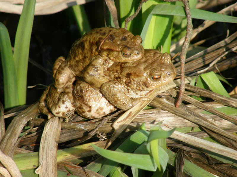 784 Frogs Reproduction Stock Photos - Free & Royalty-Free Stock Photos ...