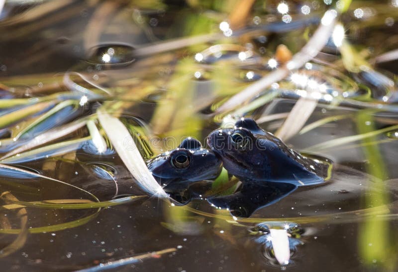 Frogs during Spring Mating Season Stock Photo - Image of garden, frog ...