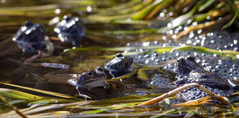 Frogs during Spring Mating Season Stock Photo - Image of lake, holiday ...