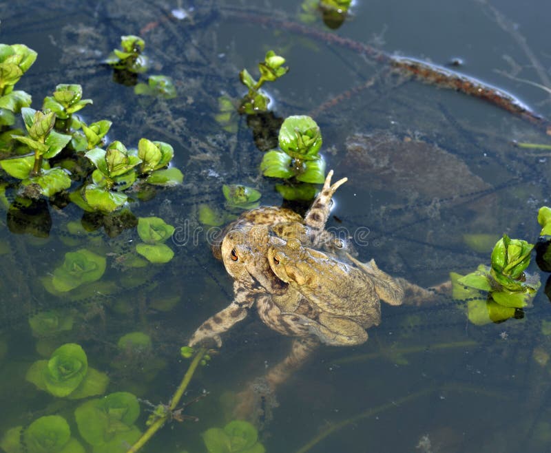 Frogs stock image. Image of lake, close, nature, animal - 91823289