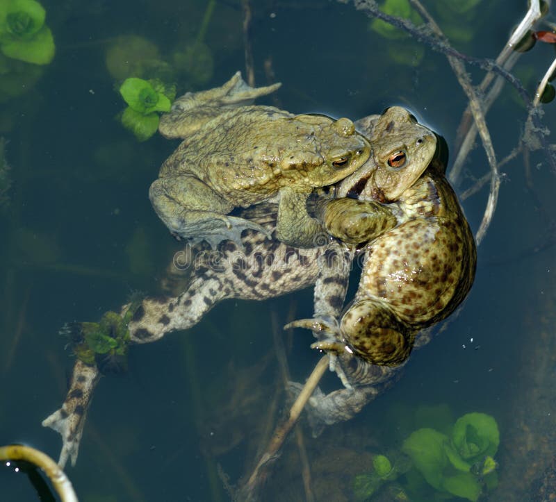 Frogs stock image. Image of head, animal, close, spring - 91823381