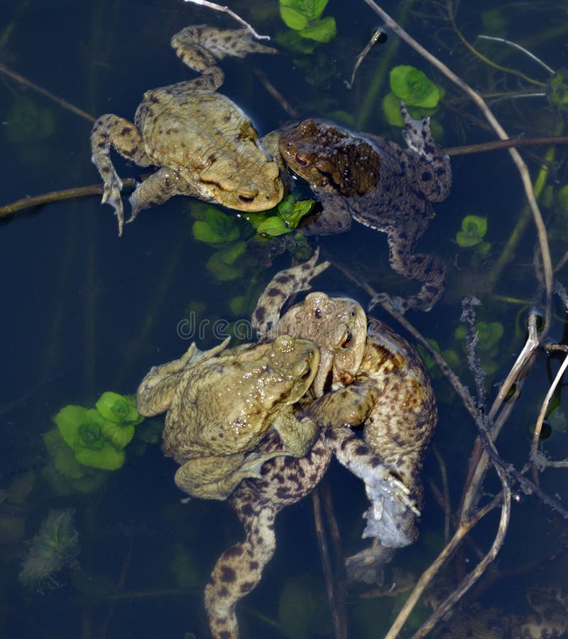 Spring Frogs in Estonian Garden Stock Photo - Image of captured ...