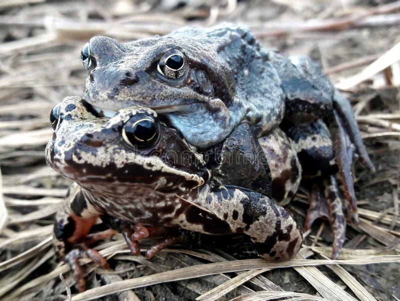 Frogs spring stock image. Image of animal, spring, common - 321683655